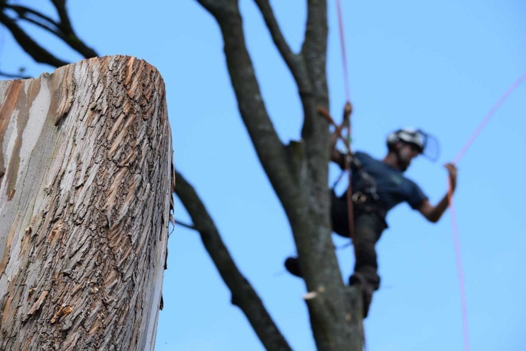 Tree Surgeon Maidstone Kinch Tree Surgeons crown + stump removal