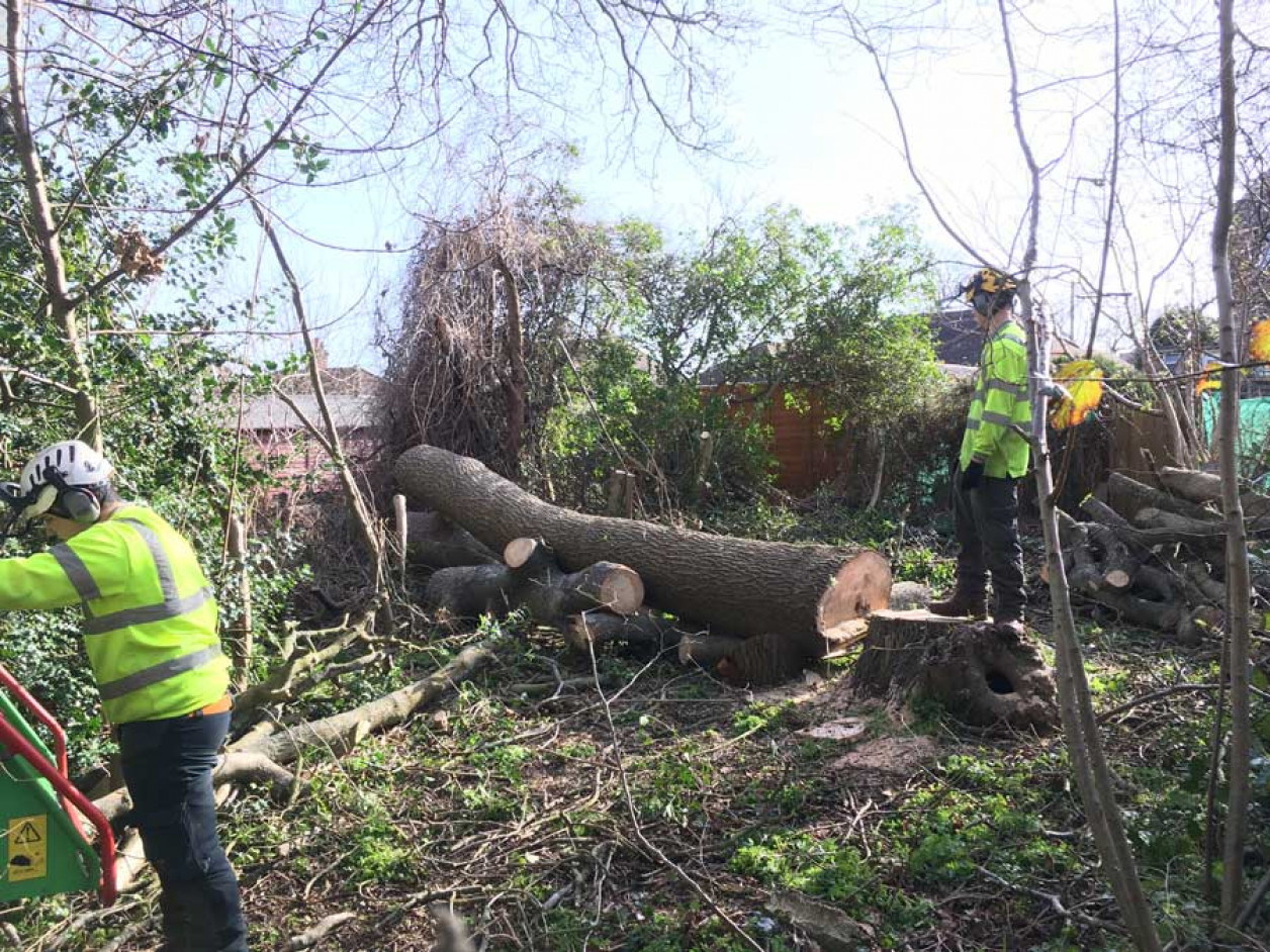 Dead ash tree removal in East Sussex - Kinch Tree Surgeons Tree Surgery ...